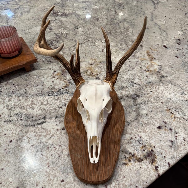 Barn Wood European Mount Plaque - Etsy