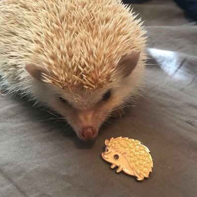 Cute Enamel Pins Boygirlparty Hedgehog Pin Gifts for Her Under 10 Best ...