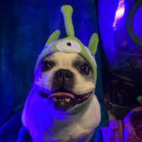 Alien Dog Costume, Toy Story Alien Dog Outfit, Halloween Dog Outfit ...