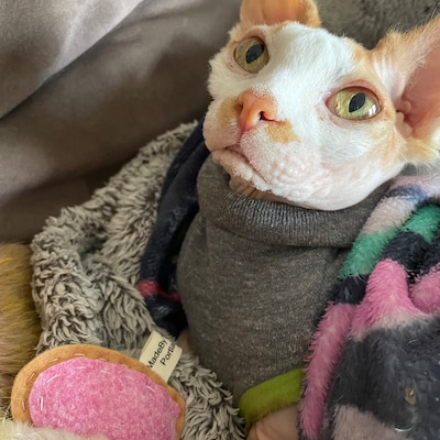 Mitten Cat Toy Organic Catnip Wool-blend Felt - Etsy