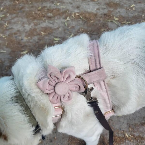 Ivory Velvet Personalized Harness With Gold Hardware,fancy Velvet ...