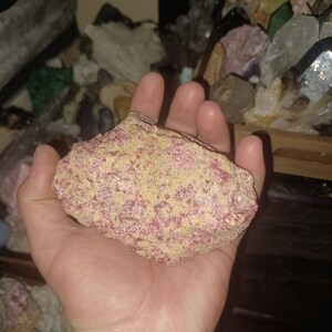 Animal Skull, Goth, Real Skull, Skull Jewelry, Oddities, Animal Bones ...