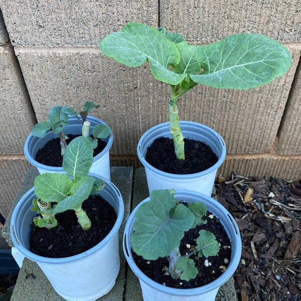 ProjectTreeCollard - Etsy