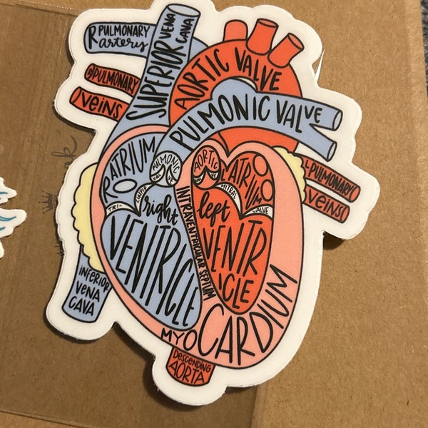 Anatomical Heart Sticker, Heart Anatomy Sticker, Laptop Sticker ...