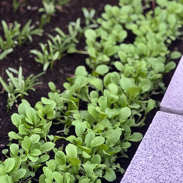 LARGE PACKET 500+ of Yu Choy Sum Seeds | Chinese Cabbage | Non_gmo ...