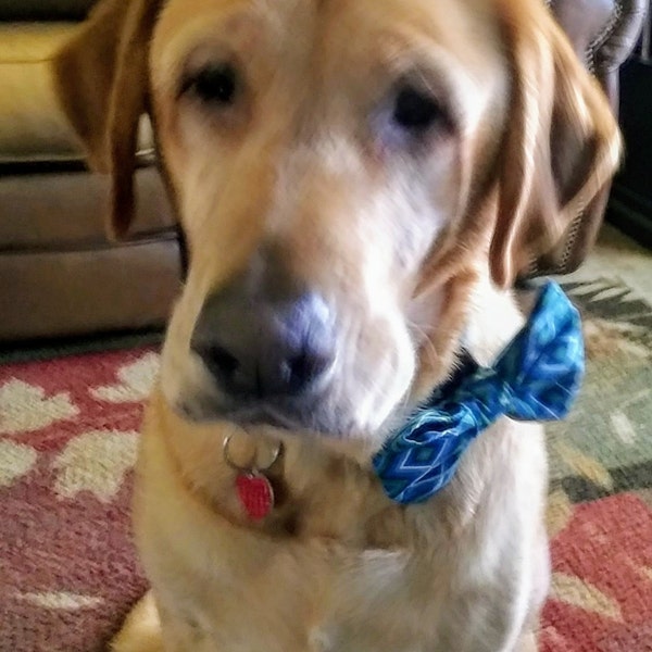 Christian Dog Collar/ Jesus is My Savior/ My Messiah/ Religous Family ...