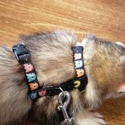 Ferret Harness Rainbow Multicolor - Etsy