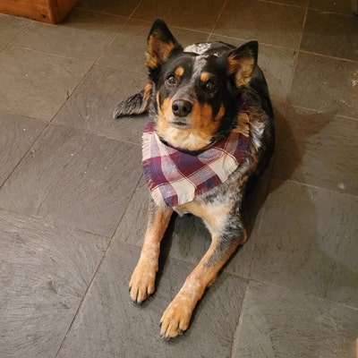 Curriculum Maps for Homeschooling Pre-k-10th Visual Lesson Planning ...