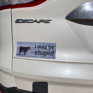 I May Be Stupid Bumper Sticker Meme Sticker Water Resistant Vinyl ...