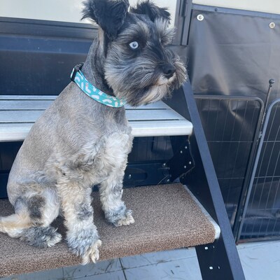 Orange and White Checkered Dog Collar, Martingale or Flat Collar, Dog ...