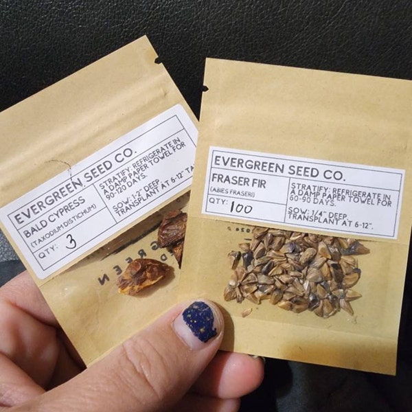 Eastern Hemlock Tree Seeds (tsuga Canadensis) | Hand-collected, Native ...