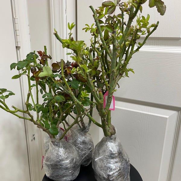 Rose romantic Antike 浪漫古董strong Fragrance Live Shrub Plant Ownroot, 1 ...