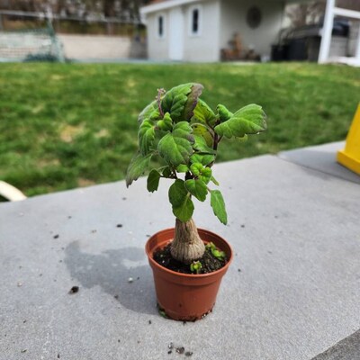 Bonsai Mint plectranthus Ernstii Caudex - Etsy