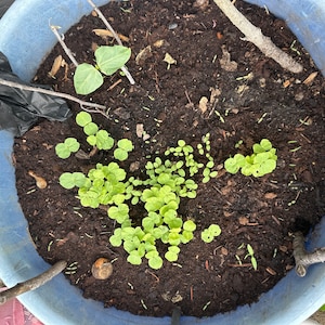 Northern Blazing Star Flower Seeds Heirloom Seeds, Native Seeds ...