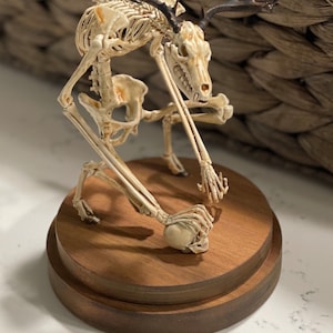 Sphinx Skeleton Curiosity Cabinet - Etsy