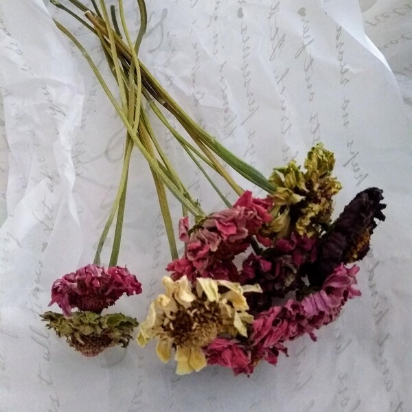 Dried Snapdragon Flower Stems (antirrhinum Majus) - Etsy