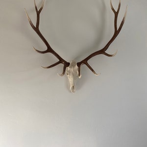 Faux European Alaskan Moose Mount - Etsy