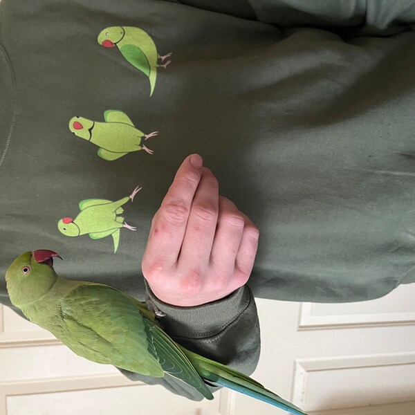 Cute Caique Sticker | Parrot Stickers, Cute Bird Stickers, Birb Laptop ...