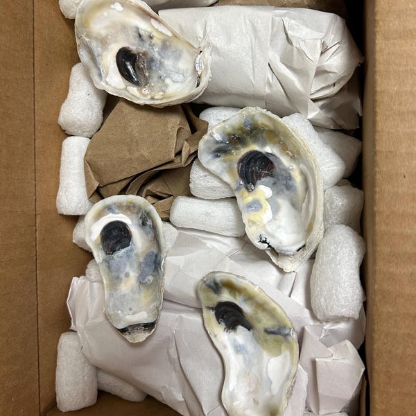 Tiny Scallop Shells From the Beaches of Southwest Florida. - Etsy