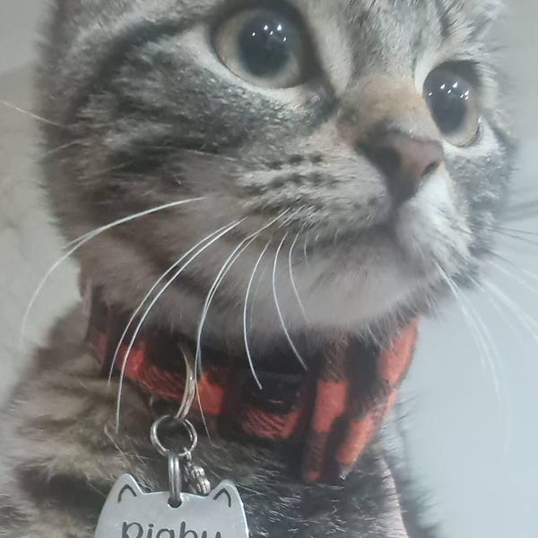 Engraved Cat Name Tag in Stainless Steel /personalized Cat ID Tags/cat ...