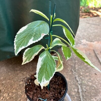 Tree Mallow Malva Assurgentiflora Island Mallow Mission Mallow - Etsy