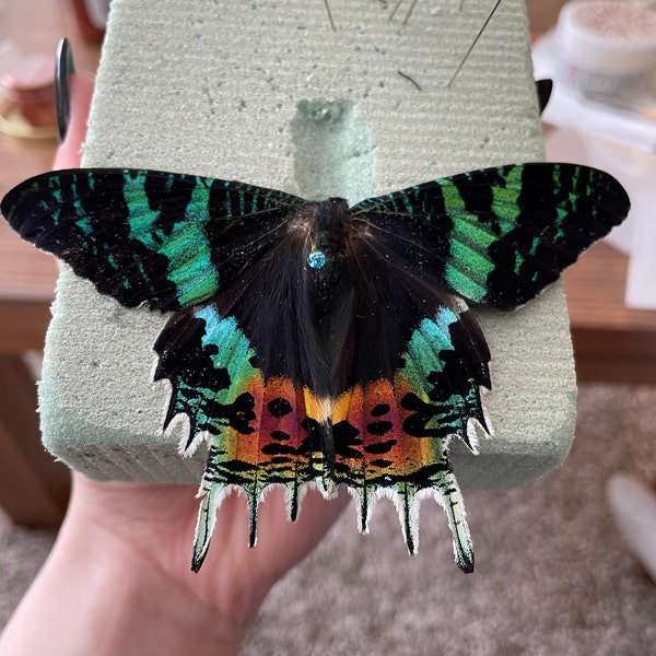 Unspread Madagascar Sunset Moths// A1/A1- Chrysiridia Rhipheus ...