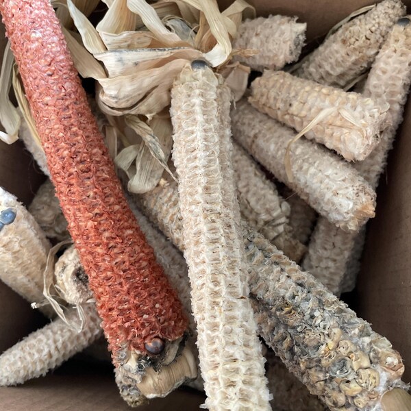 Dried Corn Cobs 5-20 Sizes 3-6 or 6-10 Inches Primitive and Natural From Blue Corn Beige and Red ...
