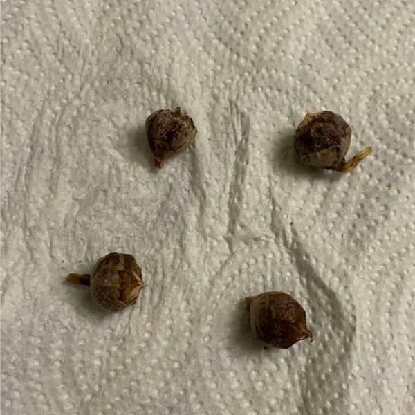 Variegated Monstera Deliciosa White Lava Rooted Leaf Cutting - Etsy