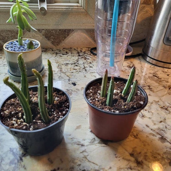 Pickle Plant, Little Pickles, Rare Succulent, Live Plant in 4'' Pot - Etsy