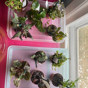 Foliage Gift Box, Box of 9 - Etsy
