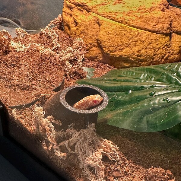 XL Hoggy Hide. Burrow Hide. Snake Hide for Western Hognose, Colubrids ...