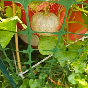 Aleppo, Hot Pepper, Aka Halaby Pepper, Heirloom Garden Seeds Open ...