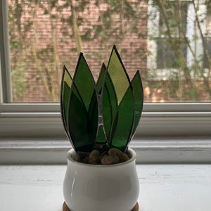 Stained Glass Agave, Stained Glass Succulent plant Only - Etsy