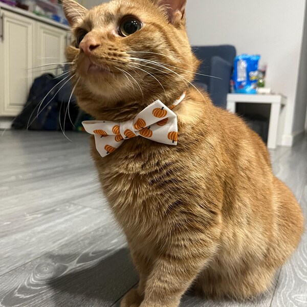 Periwinkle Gold Star Cat Collar With Bell, moon Shadow Breakaway Rifle ...