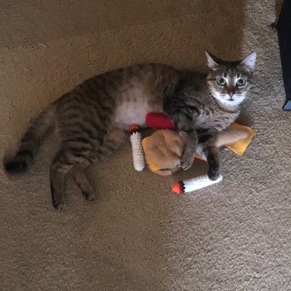 Corn Dog Cat Toy - Etsy