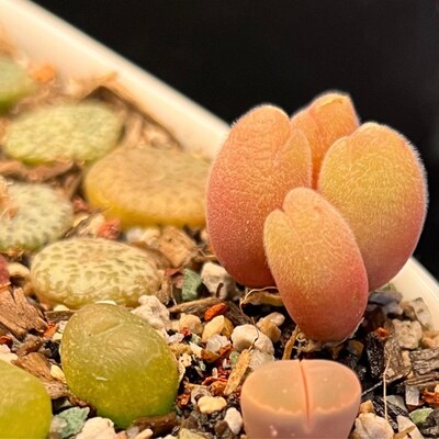 Live Plant Extreme Rare Succulents Conophytum Chrisocruxum - Etsy