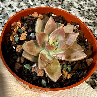 Peperomia ruby Cascade Trailing Succulent, Indoor Plant - Etsy