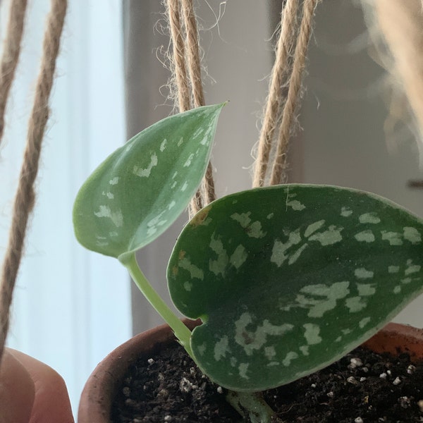 Scindapsus Silver Hero - Etsy