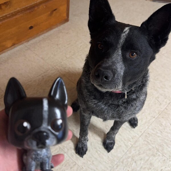 Custom Australian Cattle Dog Figurine, Heeler Art, Queensland Heeler ...