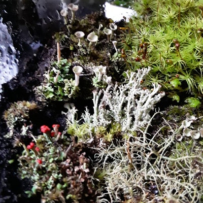 2 Pack Pixie Cup Live Lichen Moss for Terrariums Fairy Gardens Bonsai ...