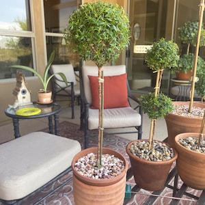 Scented Geranium Topiary Braid or Twist in a 6 Pot - Etsy