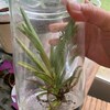Mini Orchids - Rare - Perfect for Terrariums, Lonopsis, Mini Vandas ...
