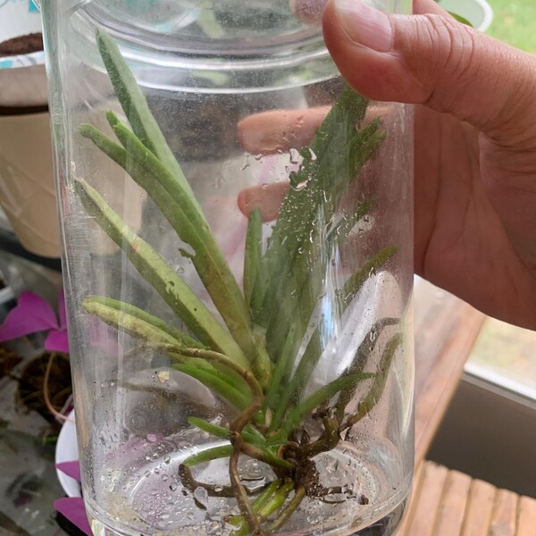 Mini Orchids - Rare - Perfect for Terrariums, Lonopsis, Mini Vandas ...