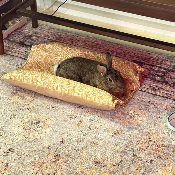 Seagrass Mat Replacements for Enrichmat™ | Snuffle Mat | Foraging ...