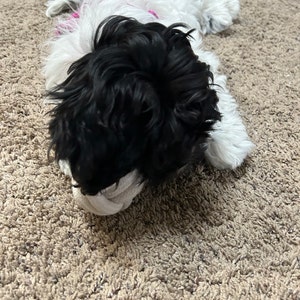 Black Spider Dog Rope Toy, Handmade Sustainable Dog Rope Toys, Toys for ...