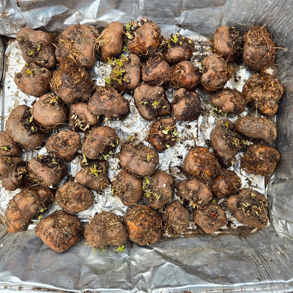 50 Snapdragon Twilight Mix Seeds - Etsy