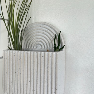 Tillandsia Bulbosa Alien Air Plant - Etsy