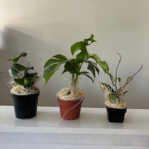 Silver Splash Pothos Scindapsus Pictus Exotica - Etsy