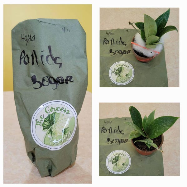 Chester Fern Starter Plant (ALL STARTER PLANTS Require You to Purchase ...