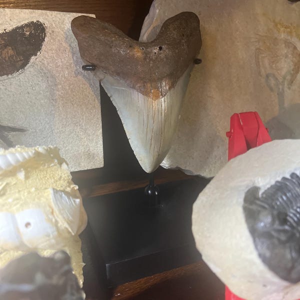 Top Selling! 4"megalodon Shark Tooth Display Stand Fossil Teeth for 4 ...